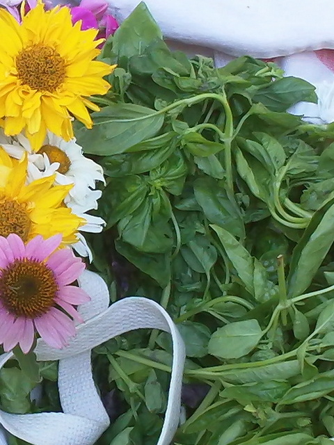 Basil – Twice as Tasty