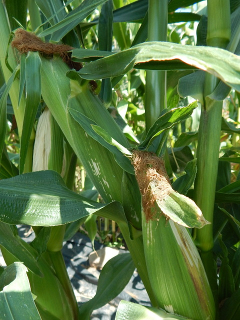 Corn – Twice as Tasty