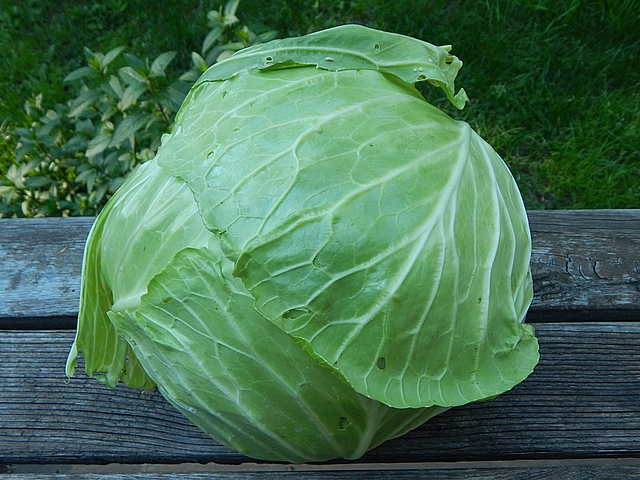 Fermented Cabbage – Twice as Tasty
